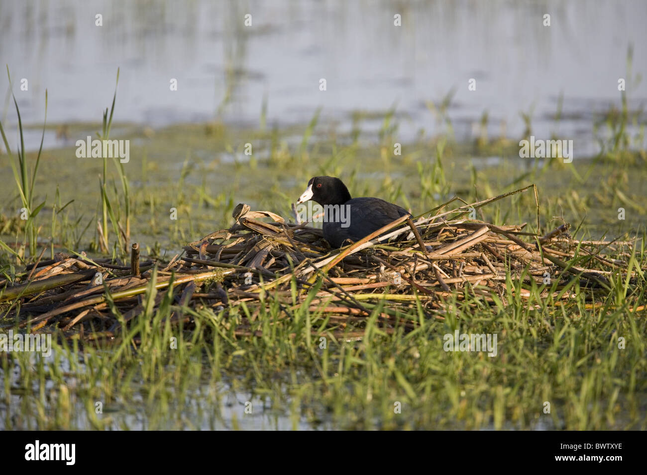 American coot nest hi-res stock photography and images - Alamy