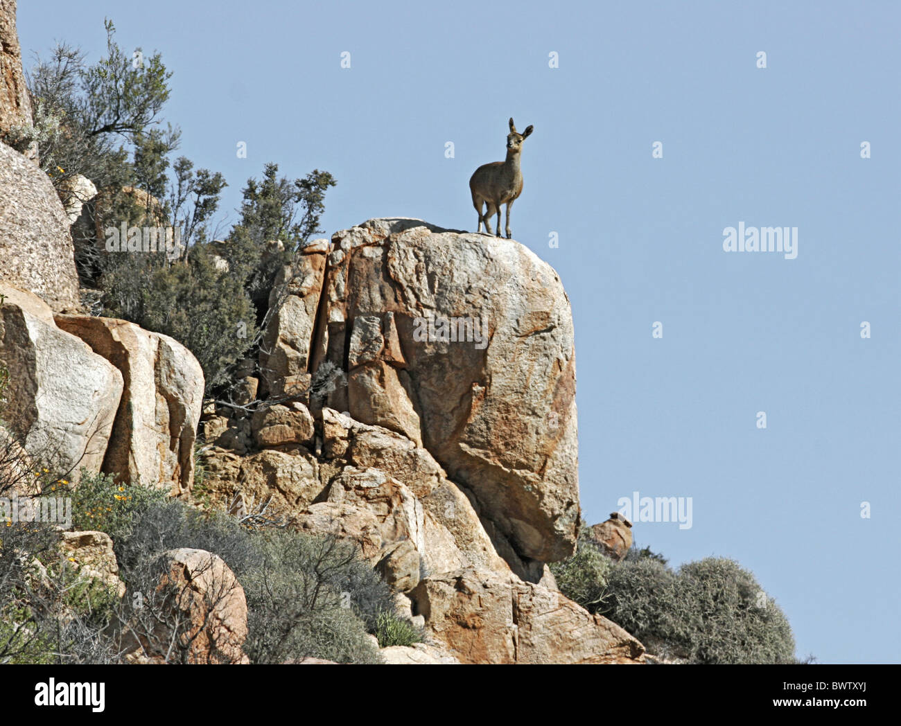 Female klipspringer hi-res stock photography and images - Alamy