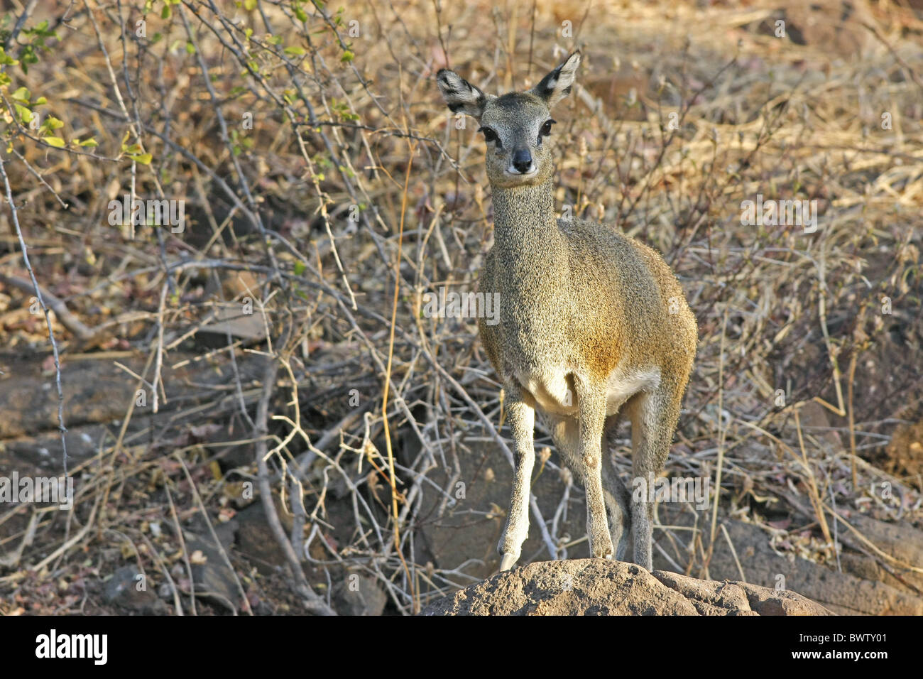 Klipspringer Oreotragus oreotragus adult female Stock Photo - Alamy