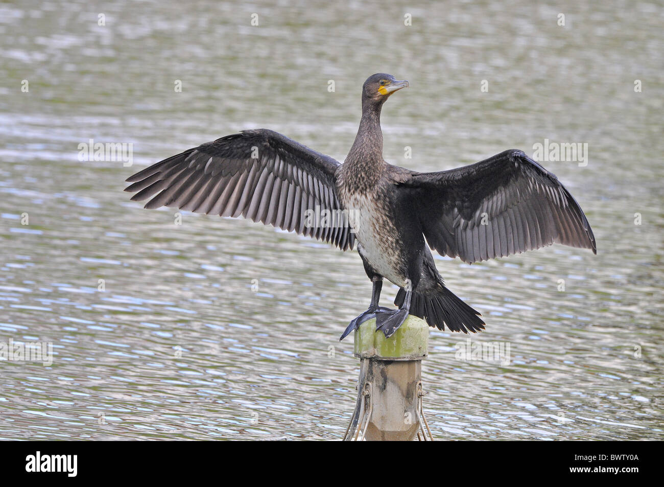 Australasian cormorant hi-res stock photography and images - Alamy