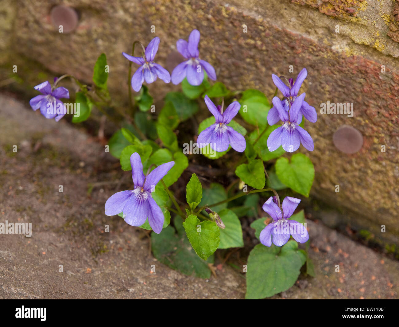 Common Dog Violet Viola riviniana, finds minimal soil between cement ...