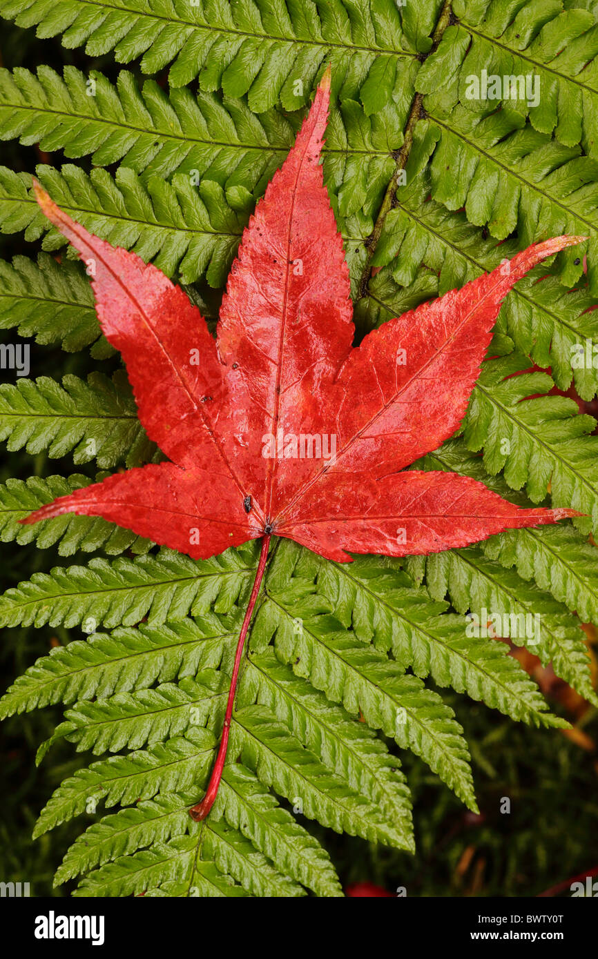 Maple leaf on fern in Japanese garden section of Butchart Gardens in ...