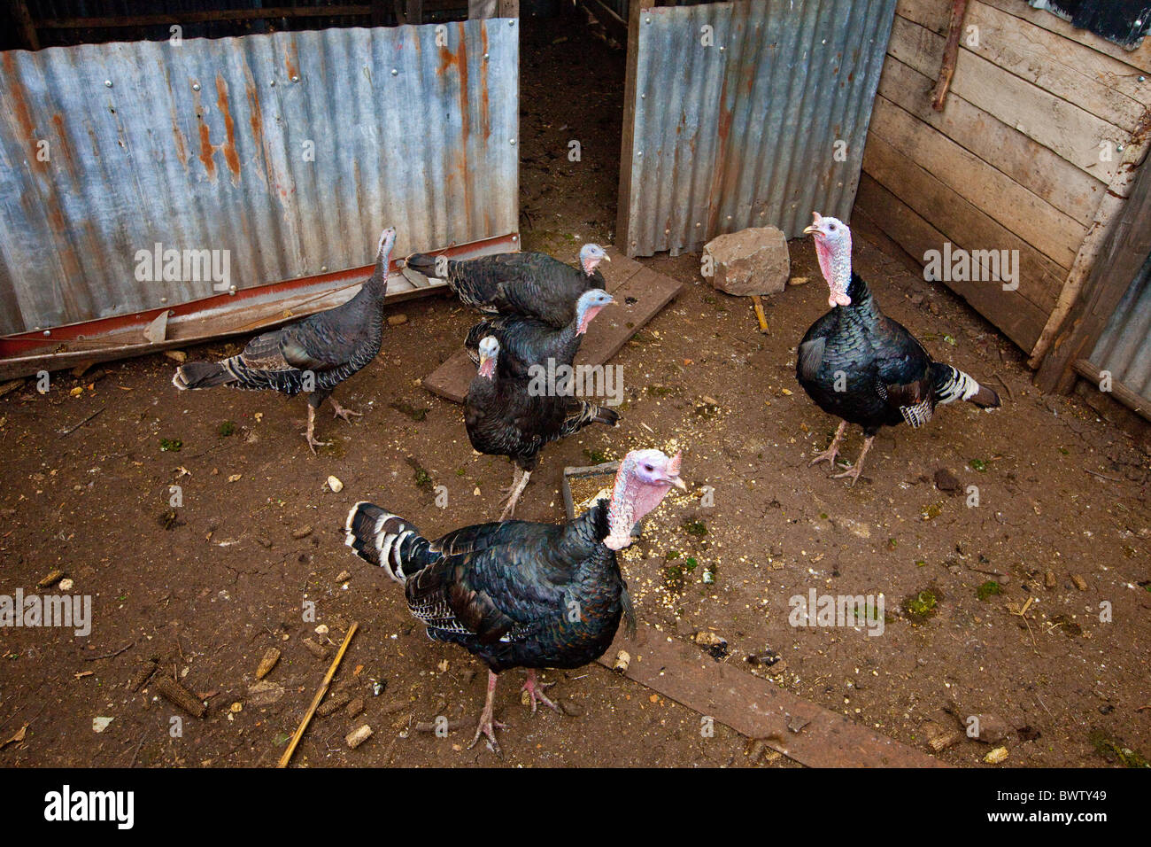 Poultry turkey turkeys pen hi-res stock photography and images - Alamy