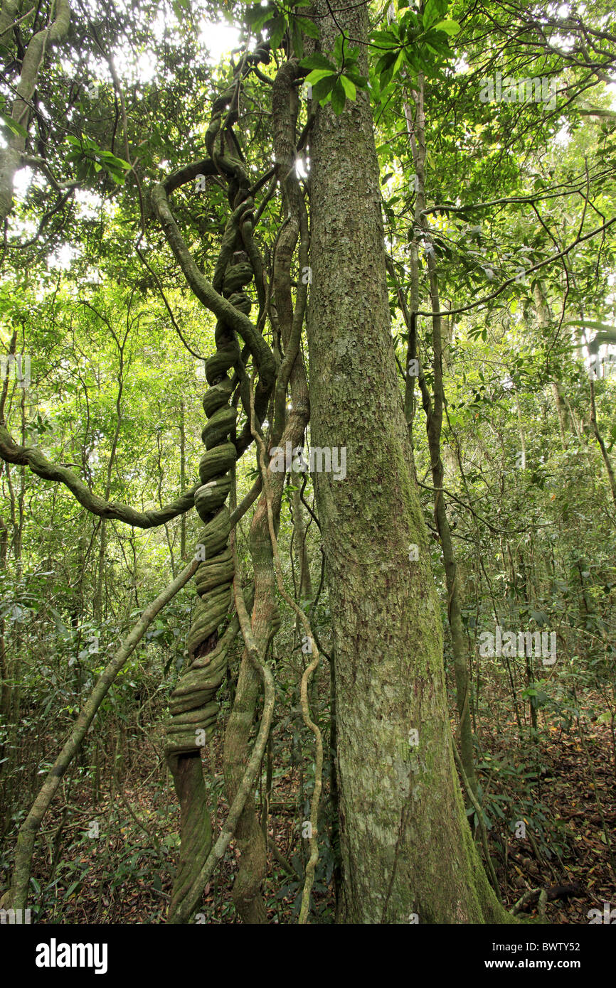 Liana growing up tree trunk rainforest habitat Stock Photo - Alamy