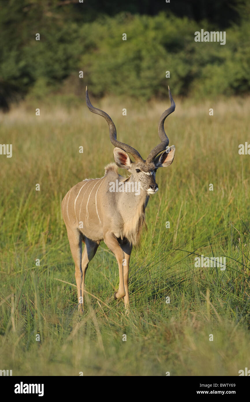 botswana bull chiefs delta grass island kudu okavango walking wildlife ...