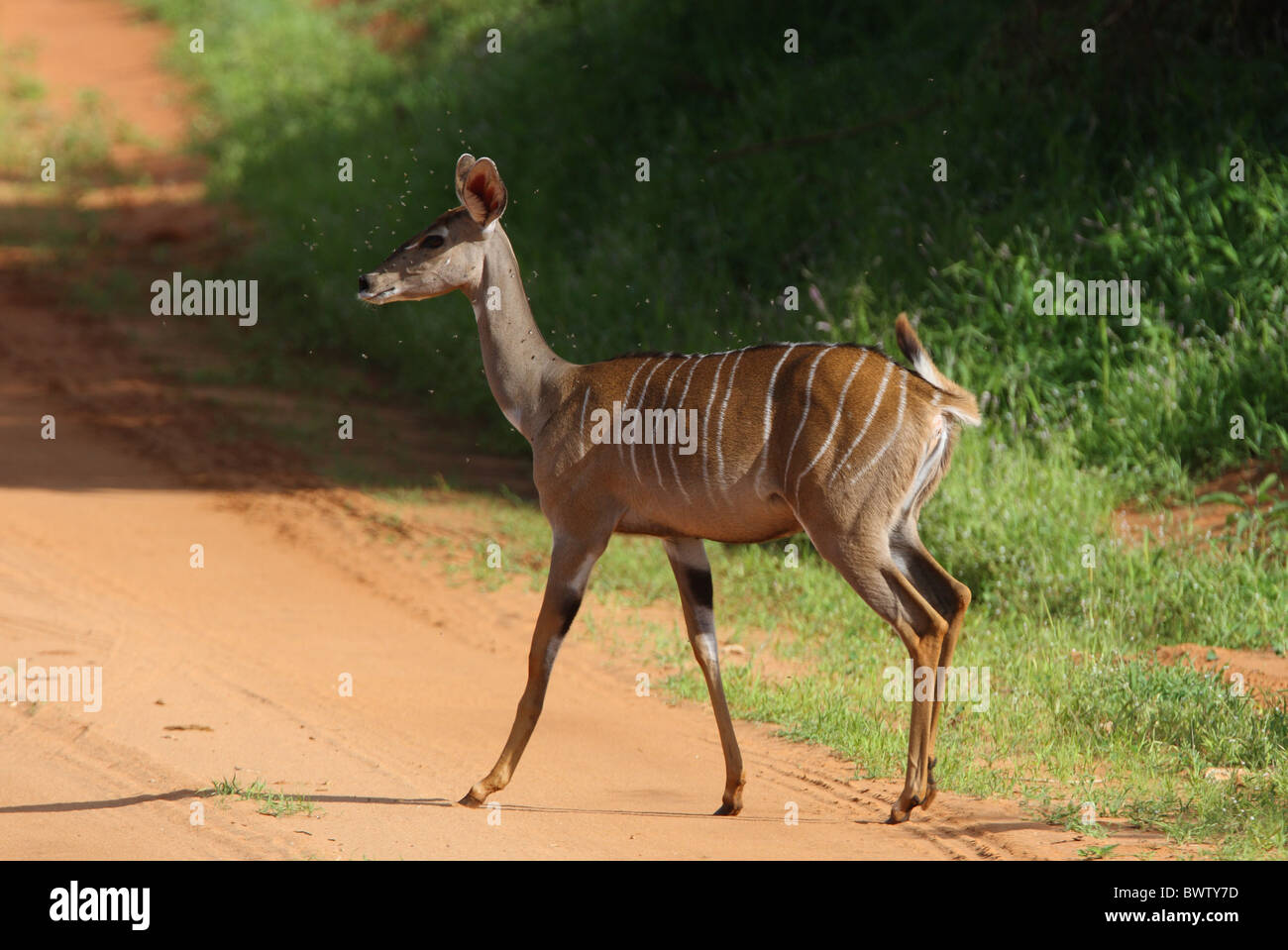Lesser Kudu (Tragelaphus imberbis australis) adult female, with flies ...