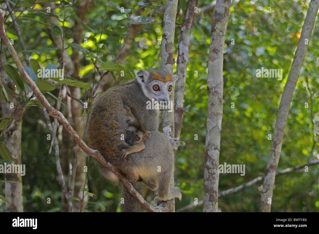 lemur lemurs primate primates diurnal endangered rare prosimian ...