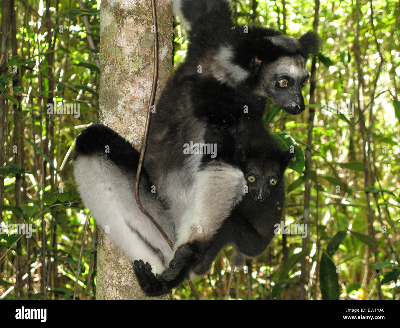 indri endangered rare madagascar madagascan diurnal herbivore ...