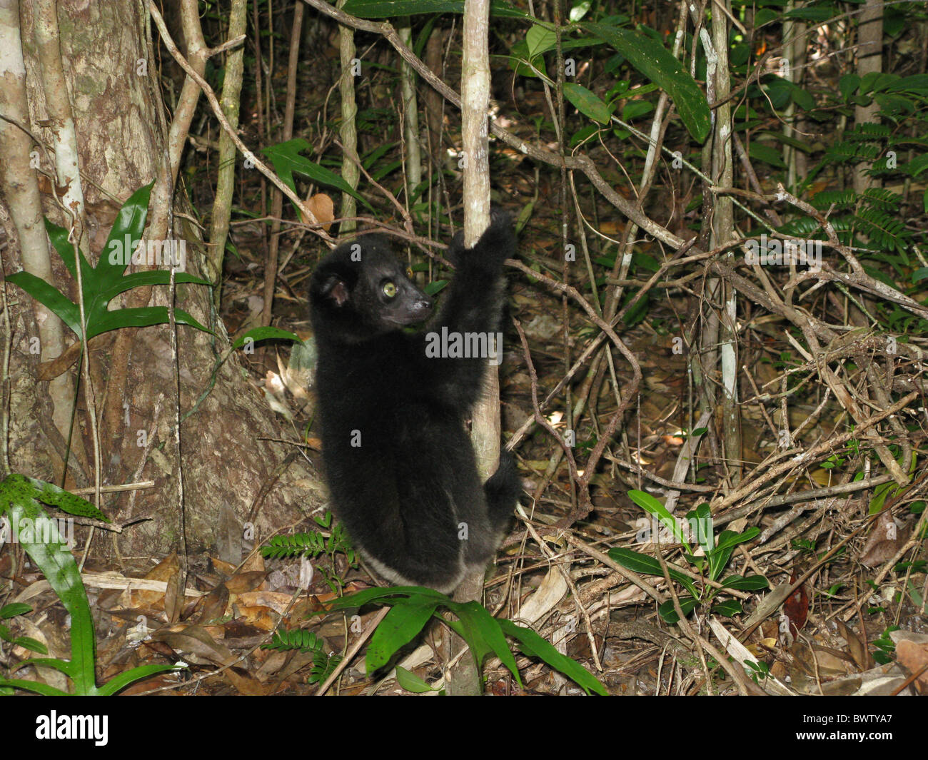 indri endangered rare madagascar madagascan diurnal herbivore ...