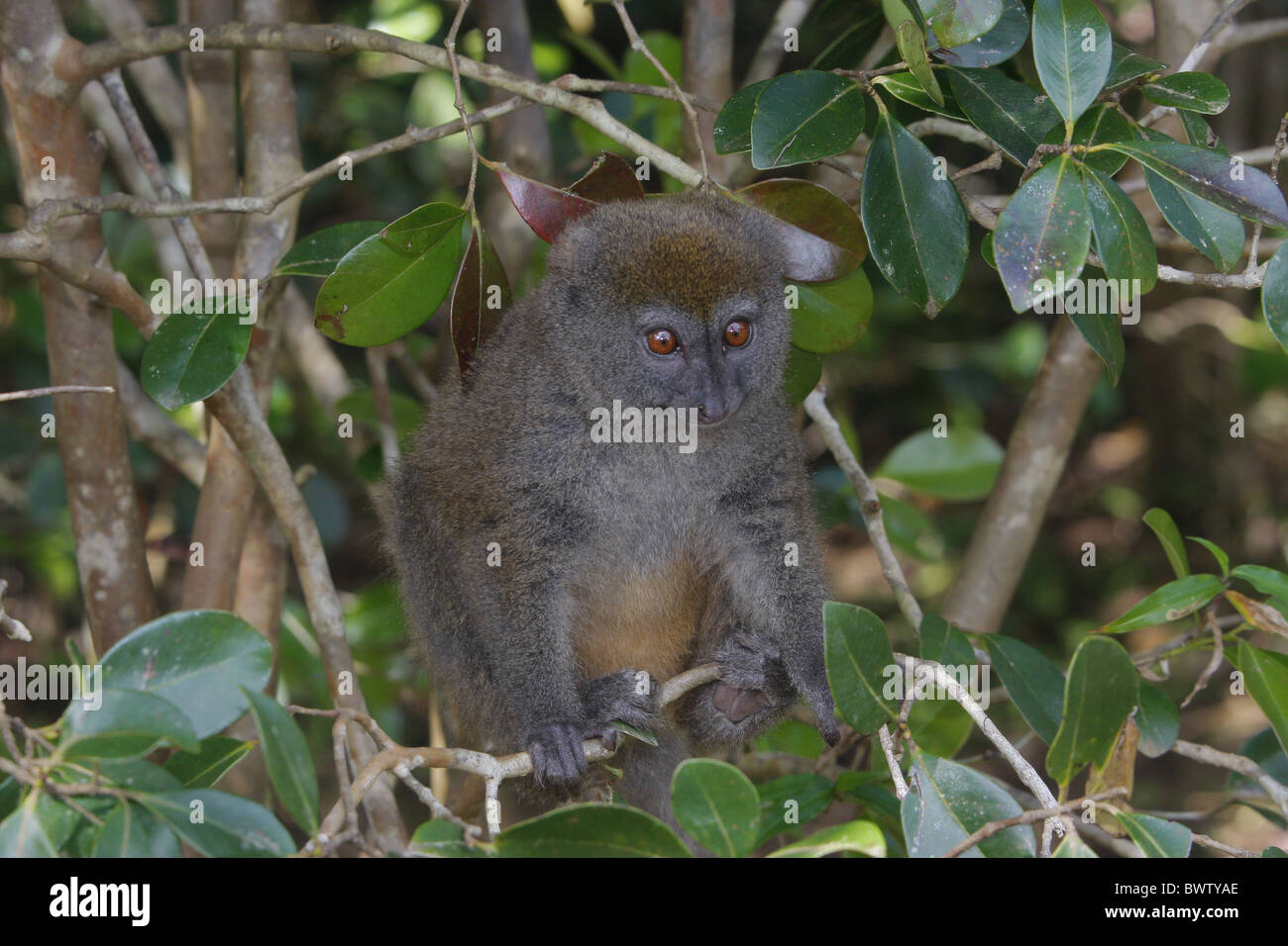 lemur lemurs primate primates prosimian madagascar madagascan "lesser ...