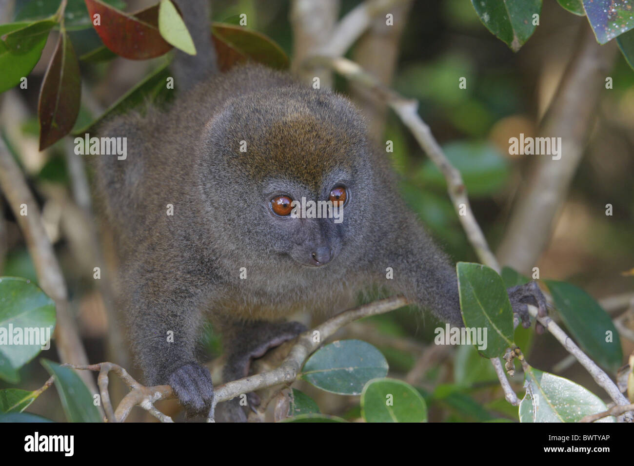 lemur lemurs primate primates prosimian madagascar madagascan "lesser ...