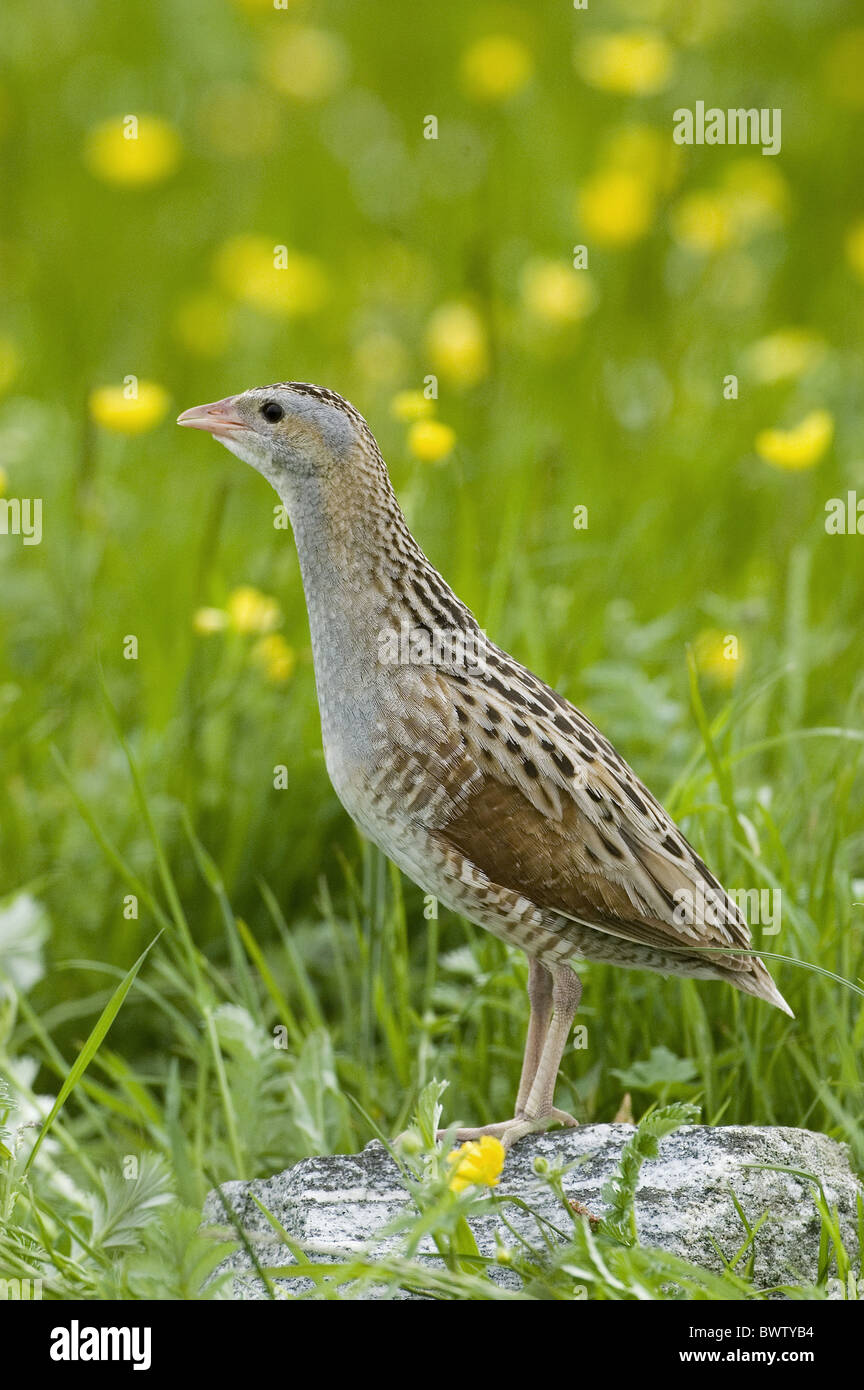 Corncrake (Crex crex) adult, standing on rock, North Uist, Outer Hebrides, Scotland Stock Photo ...