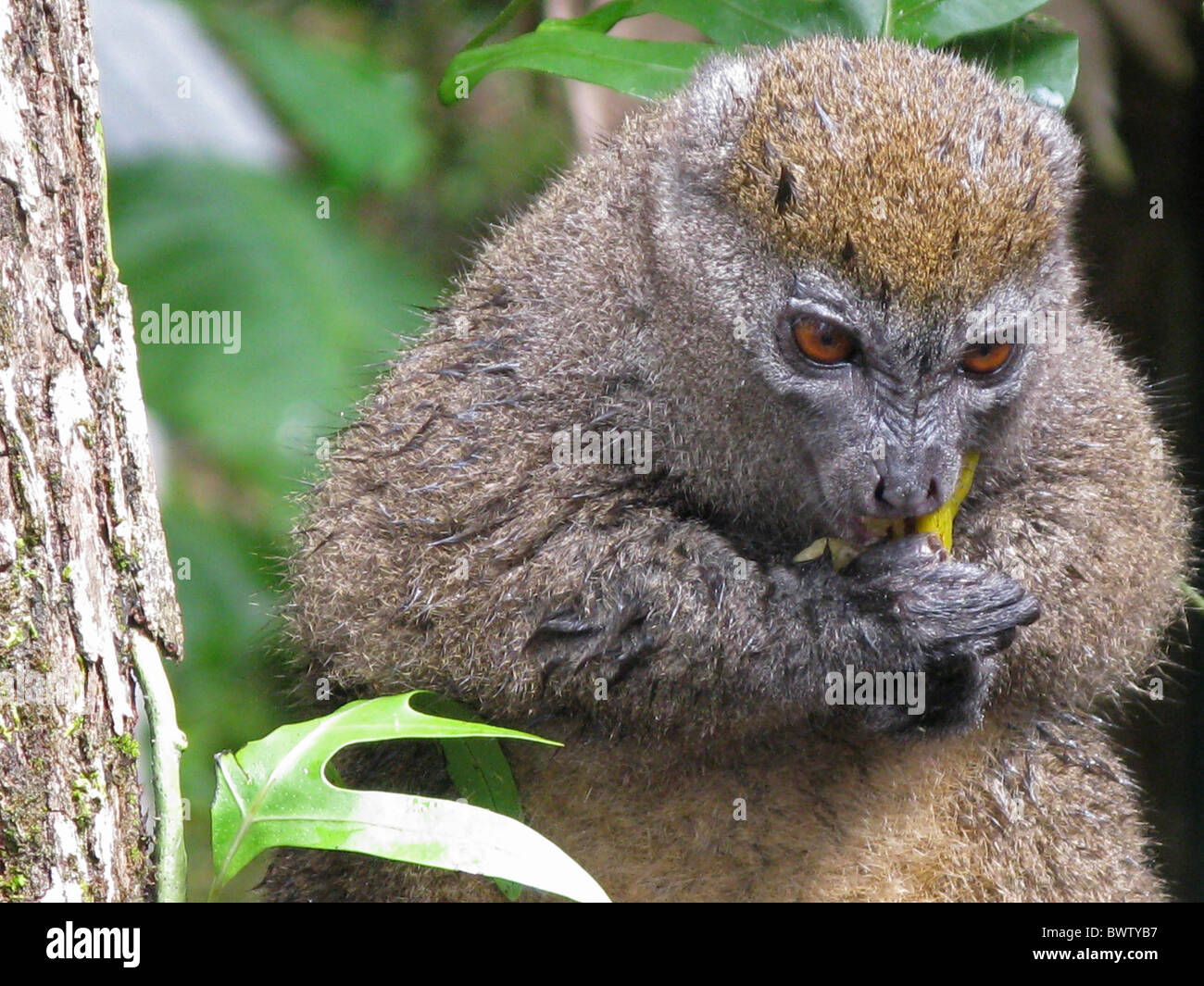 lemur lemurs primate primates prosimian madagascar madagascan "lesser ...