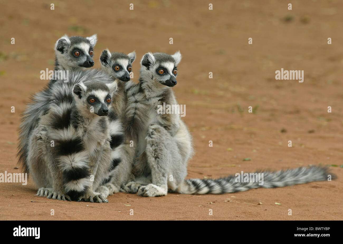 lemur lemurs primate primates prosimian madagascar madagascan island ...