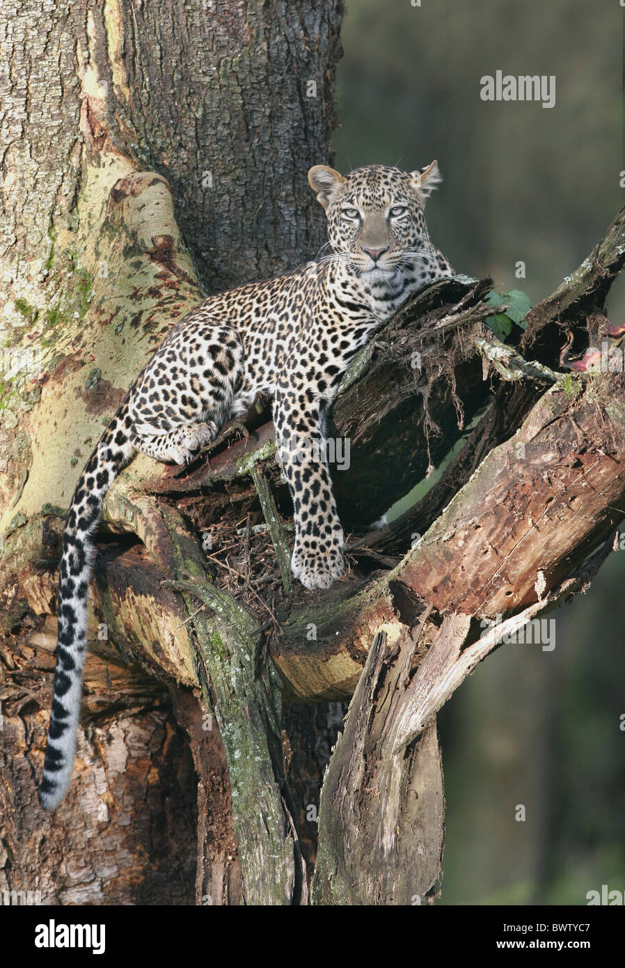 leopard leopards cat cats africa african carnivore carnivores predator ...