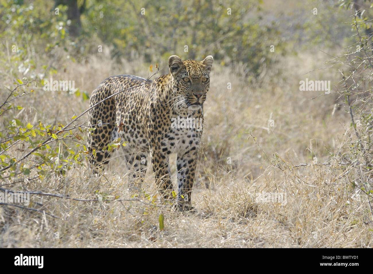 African Leopard (Panthera pardus pardus) adult male, salivating ...