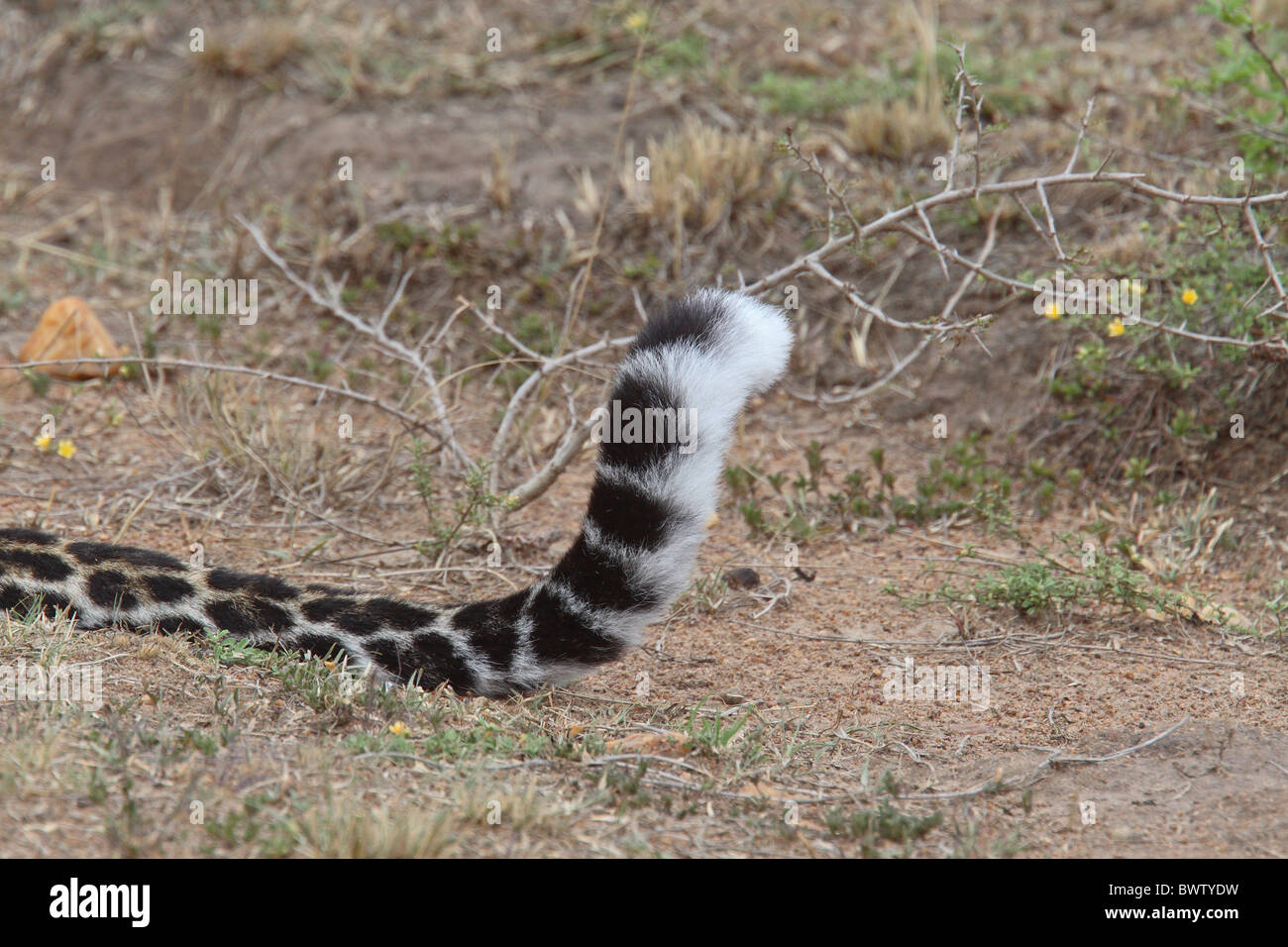 Leopards tail hi-res stock photography and images - Alamy