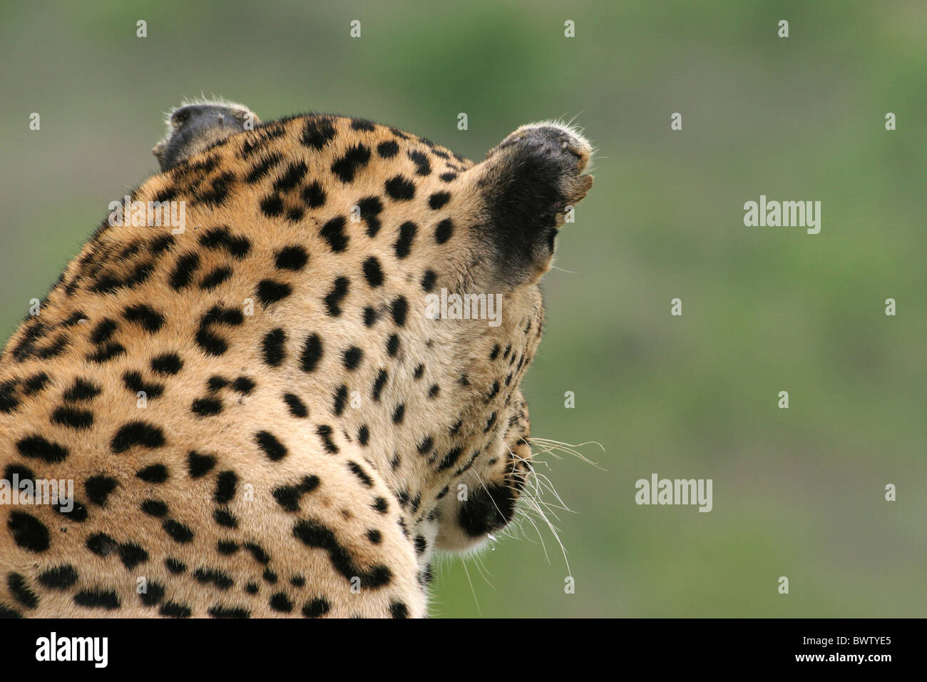 Male Leopard Looking Away Leopard Predator Big Cat Panther Big 5 Sabi ...