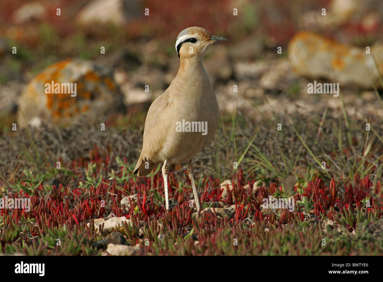 Cream-coloured Courser (Cursorius cursor) adult, Fuerteventura, Canary ...