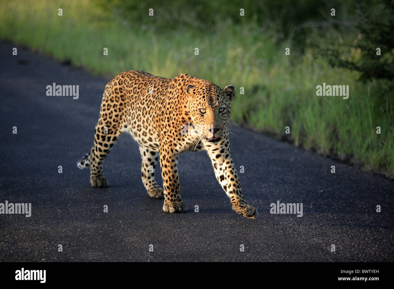 laufend - walking - running leopard leopards cat cats africa african ...
