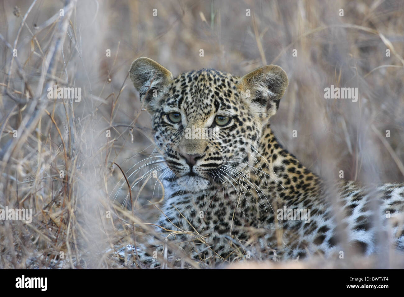leopard leopards cat cats africa african carnivore carnivores predator ...