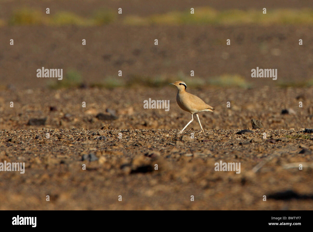 Cream coloured courser cursorius cursor cursor adult hi-res stock ...