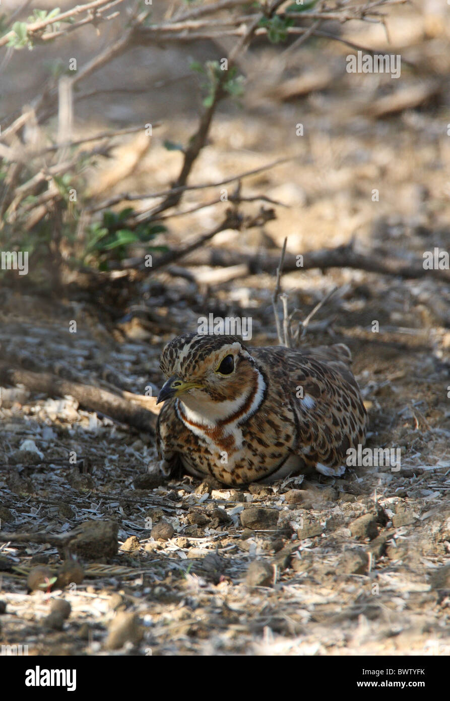 Cinctus hi-res stock photography and images - Alamy