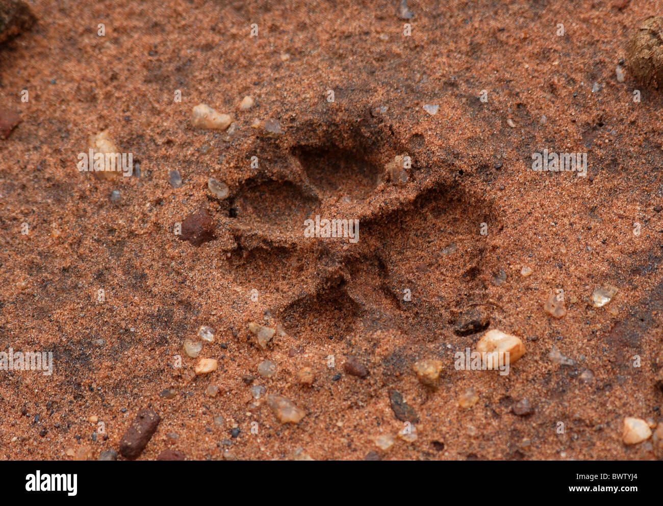 leopard leopards cat cats africa african carnivore carnivores predator ...