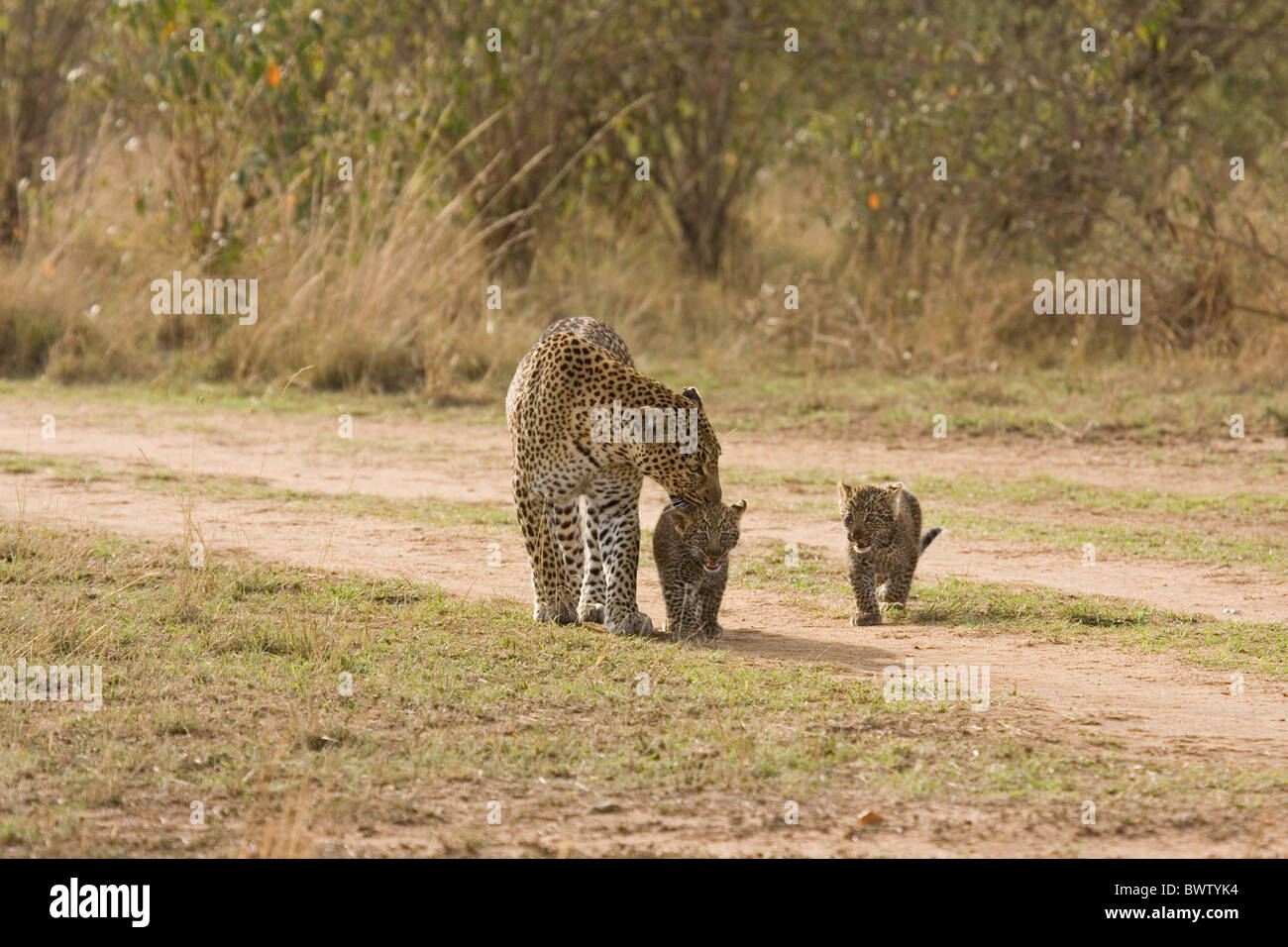 animals mammals leopard Panthera Panthera pardus cats big cats Masai ...