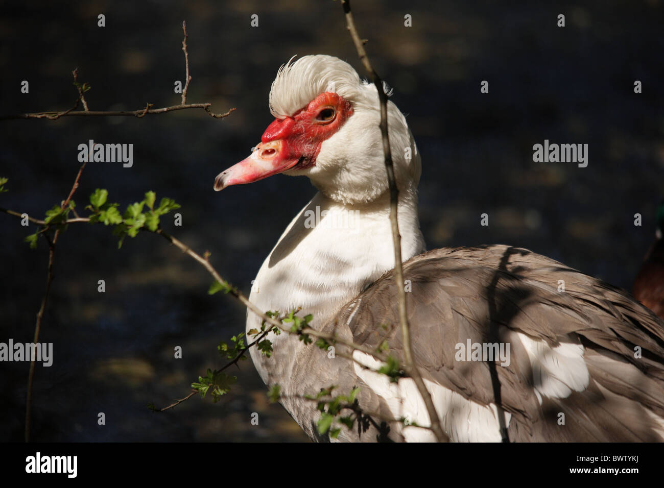 Duck on land hi-res stock photography and images - Alamy