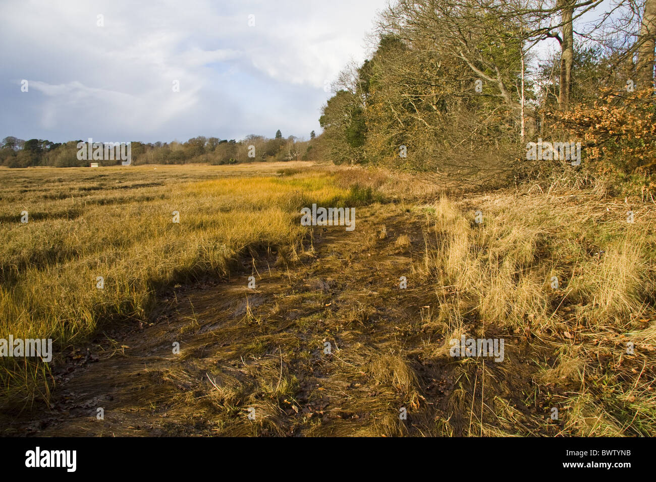 Boundary Broad-leafed Cloud Clouds Cloudy Coast Coastal December ...