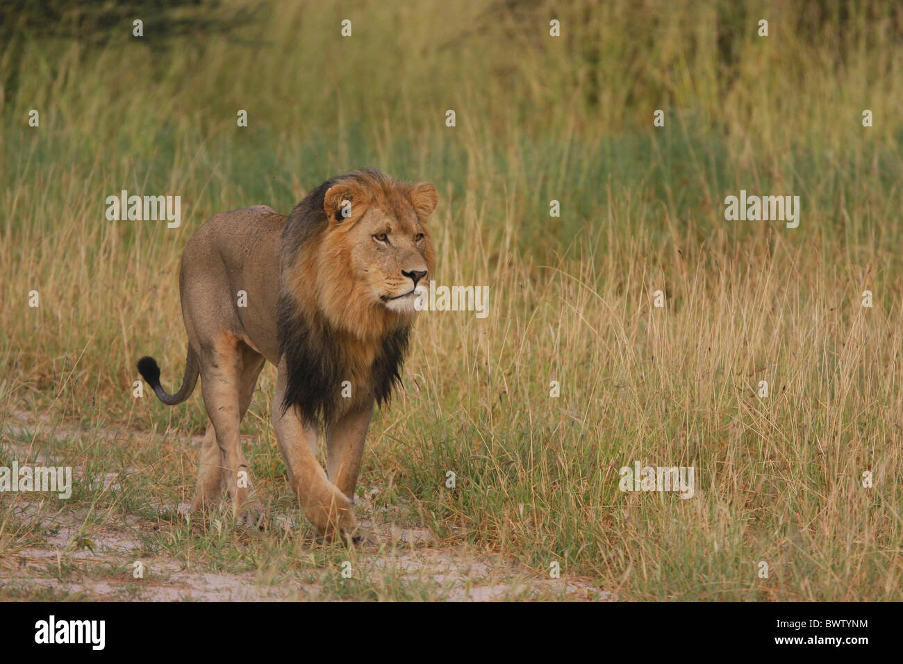lion, lions, cat, cats, felid, felidae, africa, african, carnivore ...