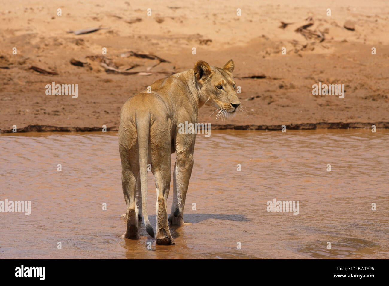 lion lions cat cats felid felidae africa african carnivore carnivores ...