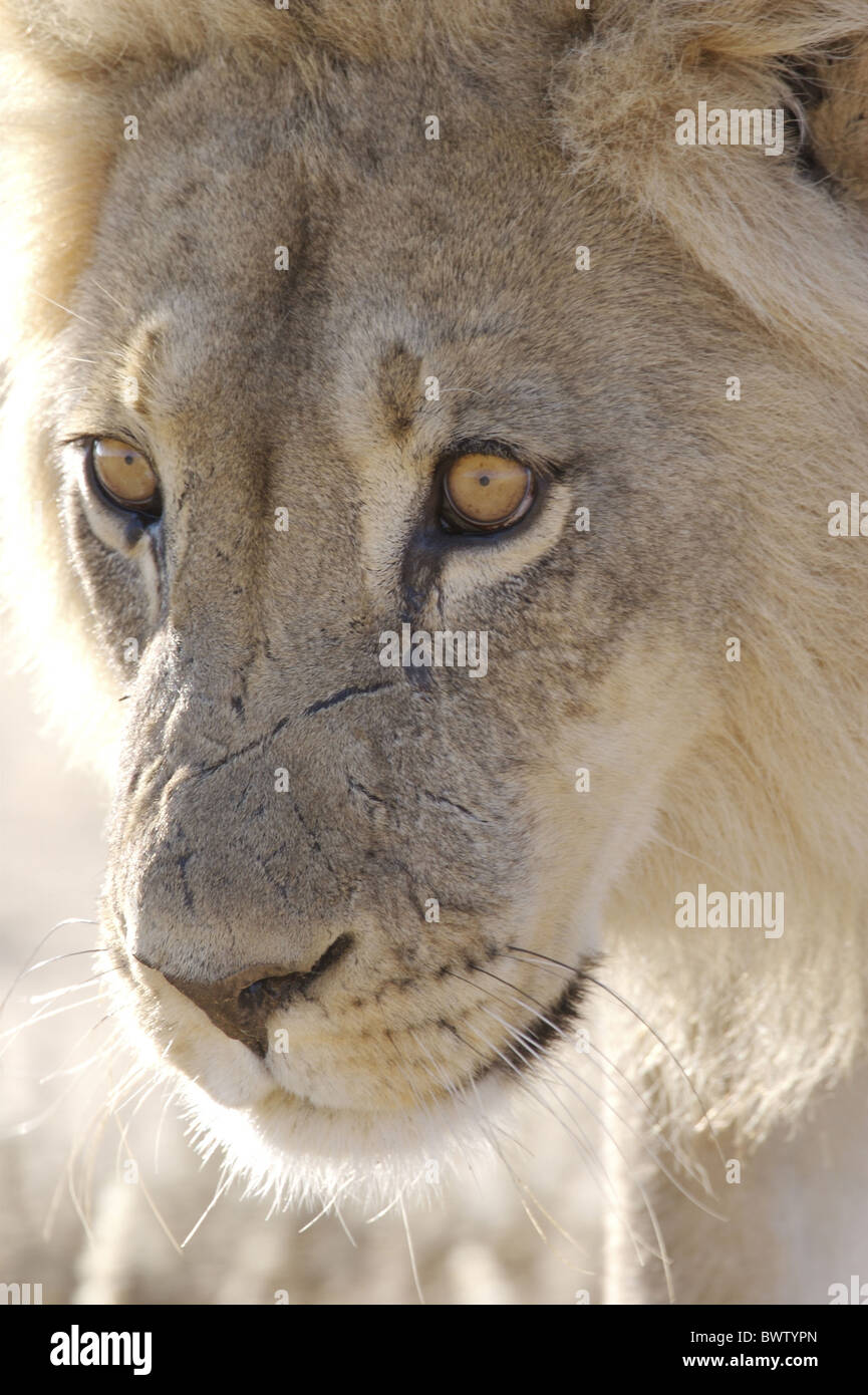 lion lions cat cats felid felidae africa african carnivore carnivores ...