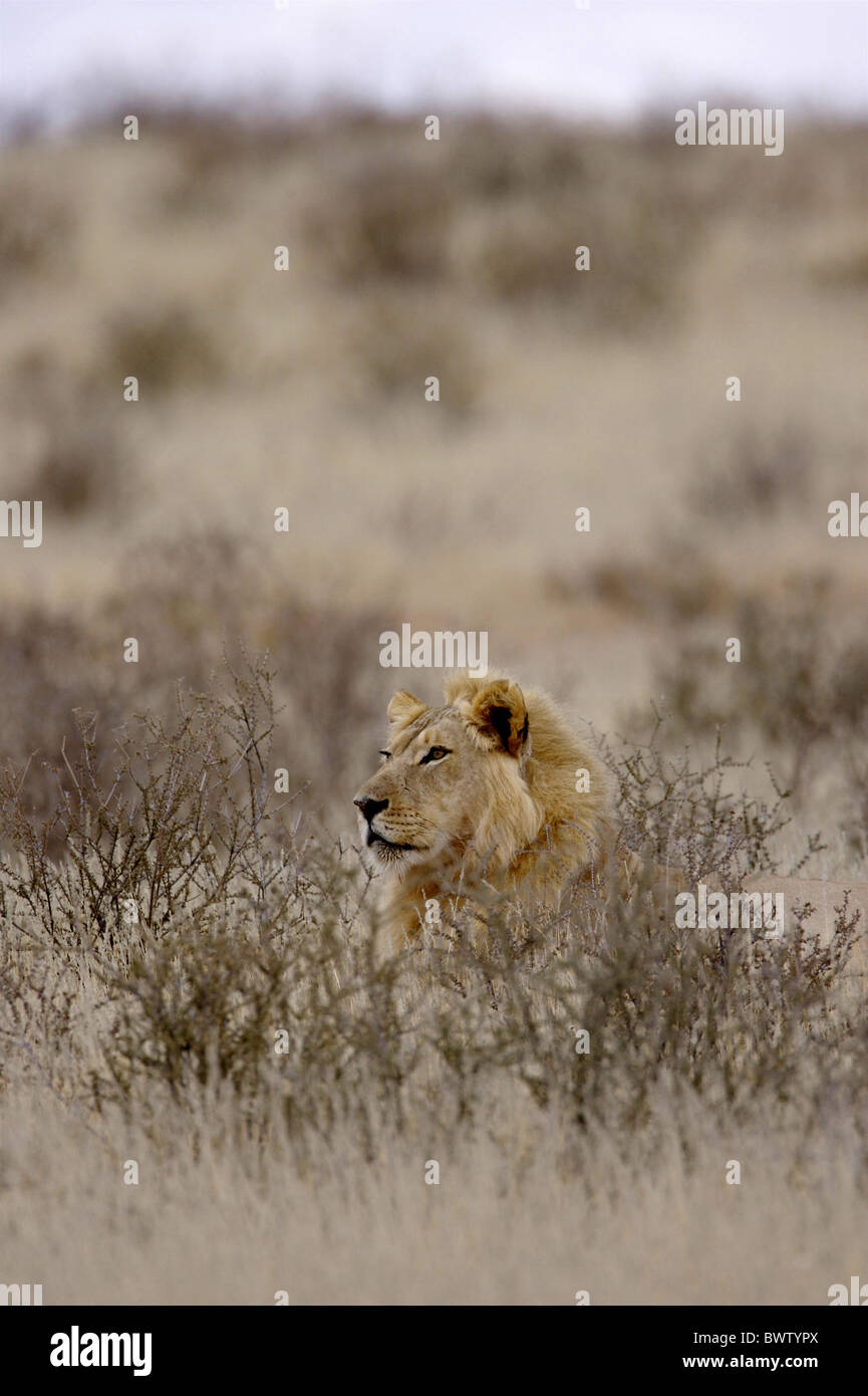 lion lions cat cats felid felidae africa african carnivore carnivores ...
