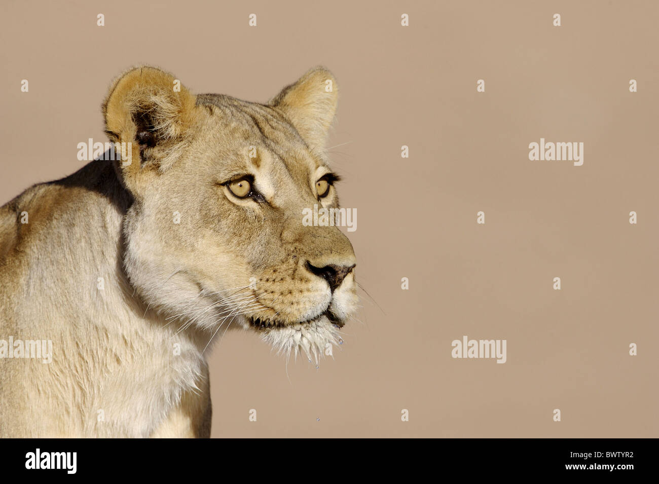 lion lions cat cats felid felidae africa african carnivore carnivores ...