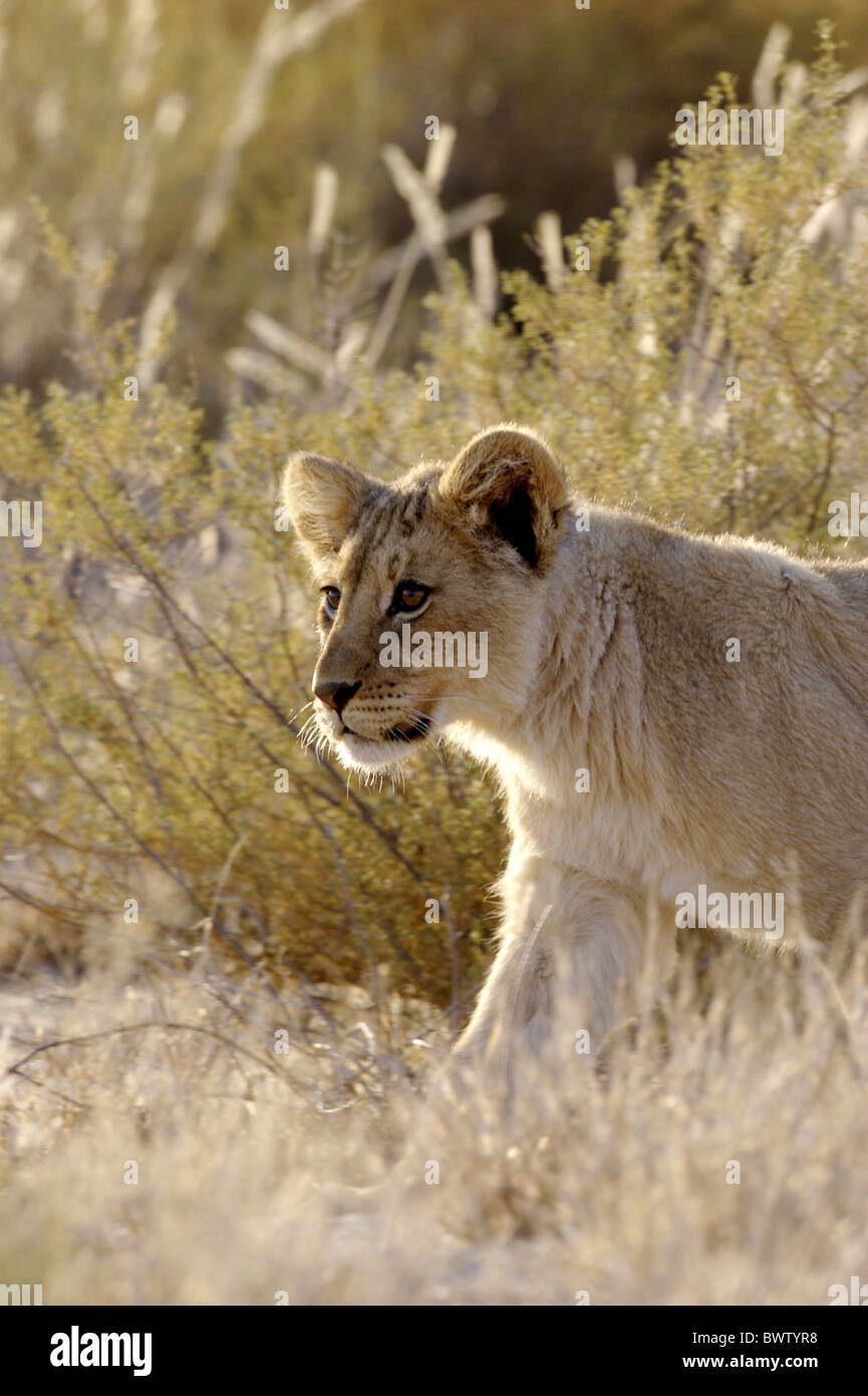 lion lions cat cats felid felidae africa african carnivore carnivores ...