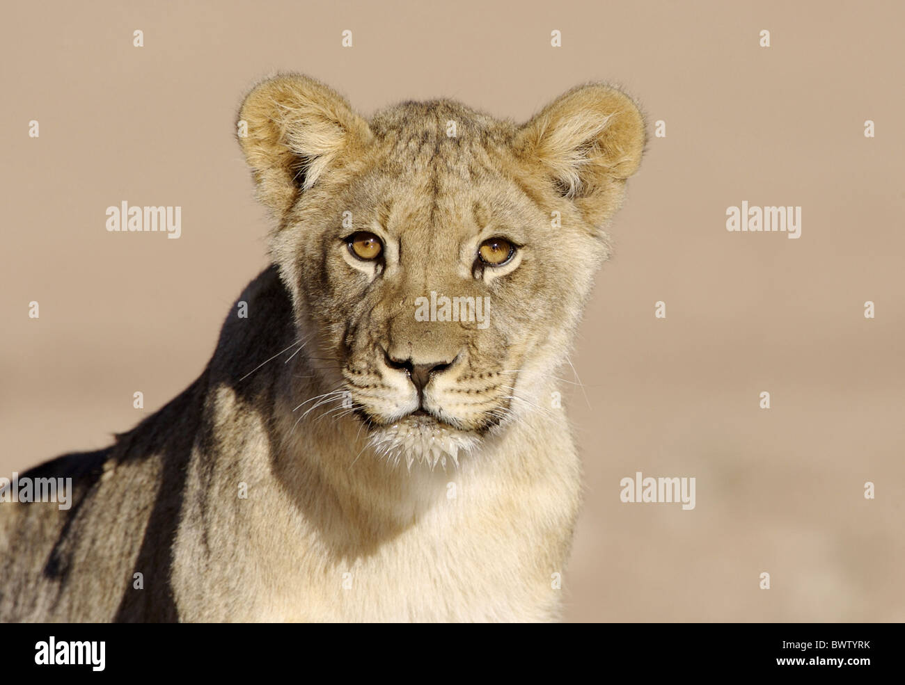 lion lions cat cats felid felidae africa african carnivore carnivores ...