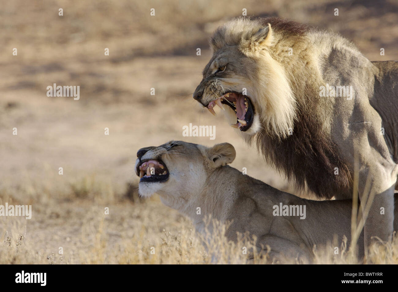 lion lions cat cats felid felidae africa african carnivore carnivores ...