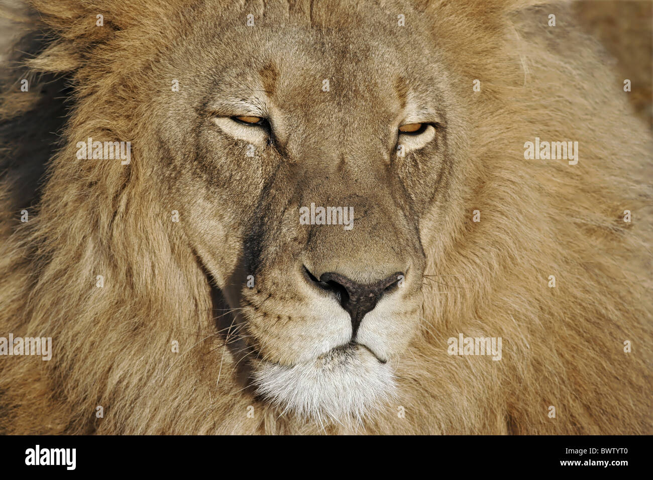 lion lions cat cats felid felidae africa african carnivore carnivores ...