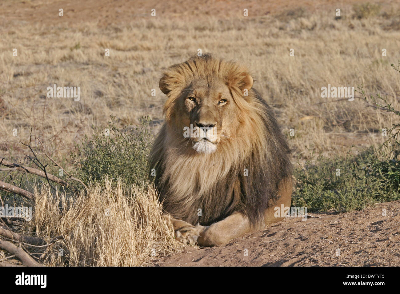 lion lions cat cats felid felidae africa african carnivore carnivores ...