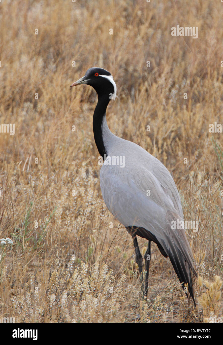 Demoiselle Crane (Anthropoides virgo) adult, standing in desert, Taukum ...