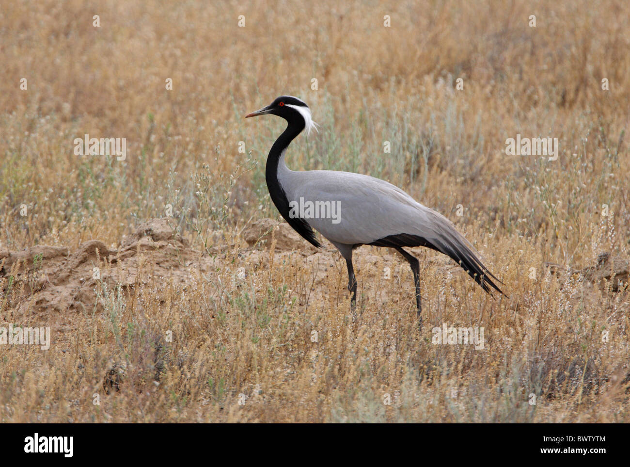 Asian demoiselle crane anthropoides virgo hi-res stock photography and ...