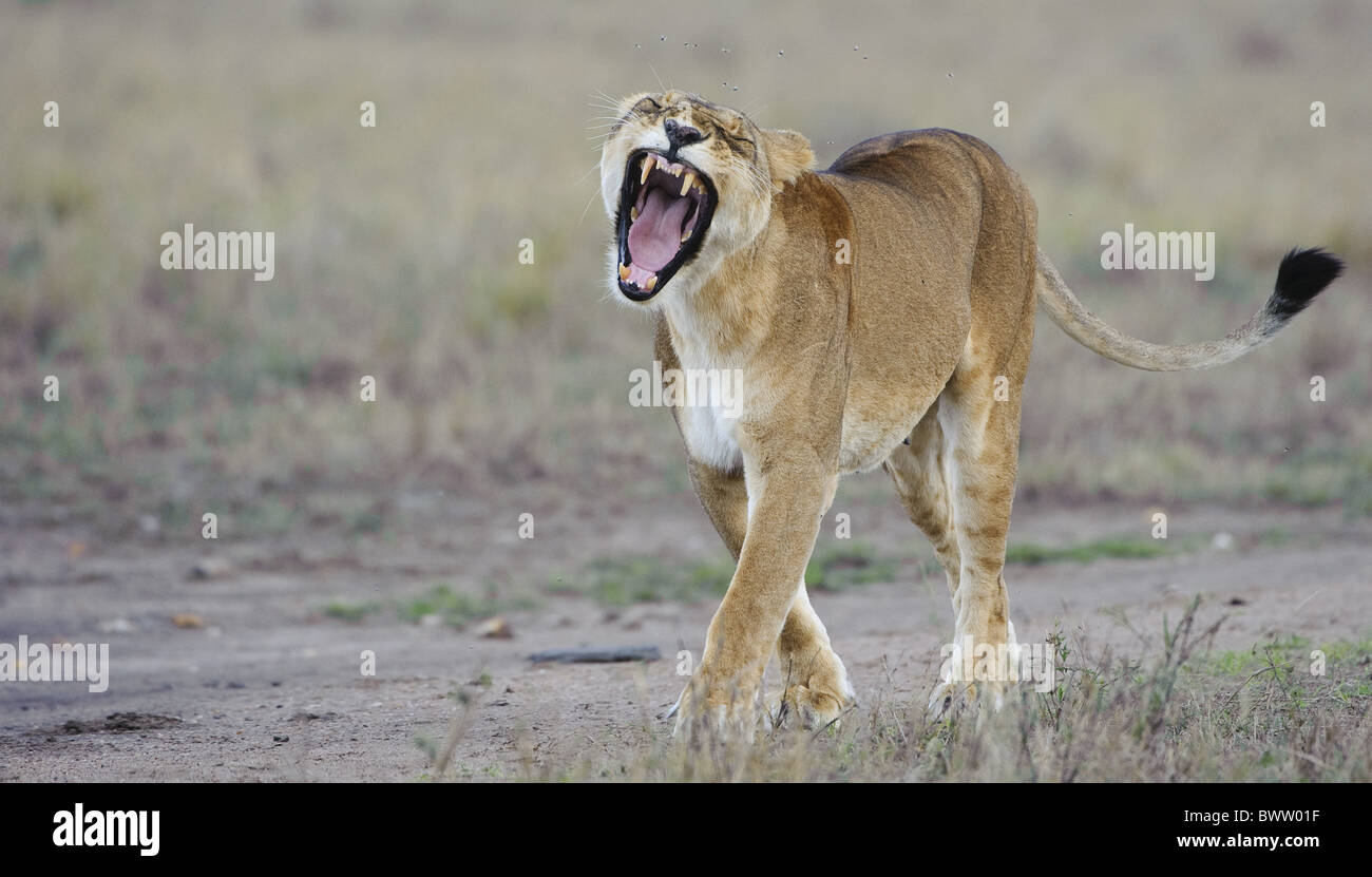 hunt kenya leo lion lioness masai mara migration nature pantera run ...