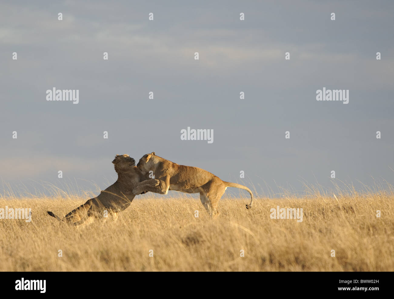 Lion fight jump hi-res stock photography and images - Alamy