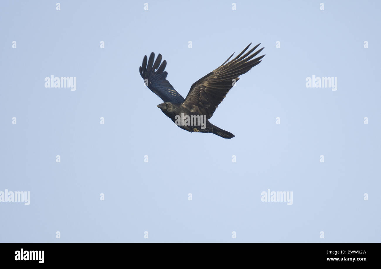 Carrion Crow (Corvus corone) adult, in flight, Norfolk, England Stock ...