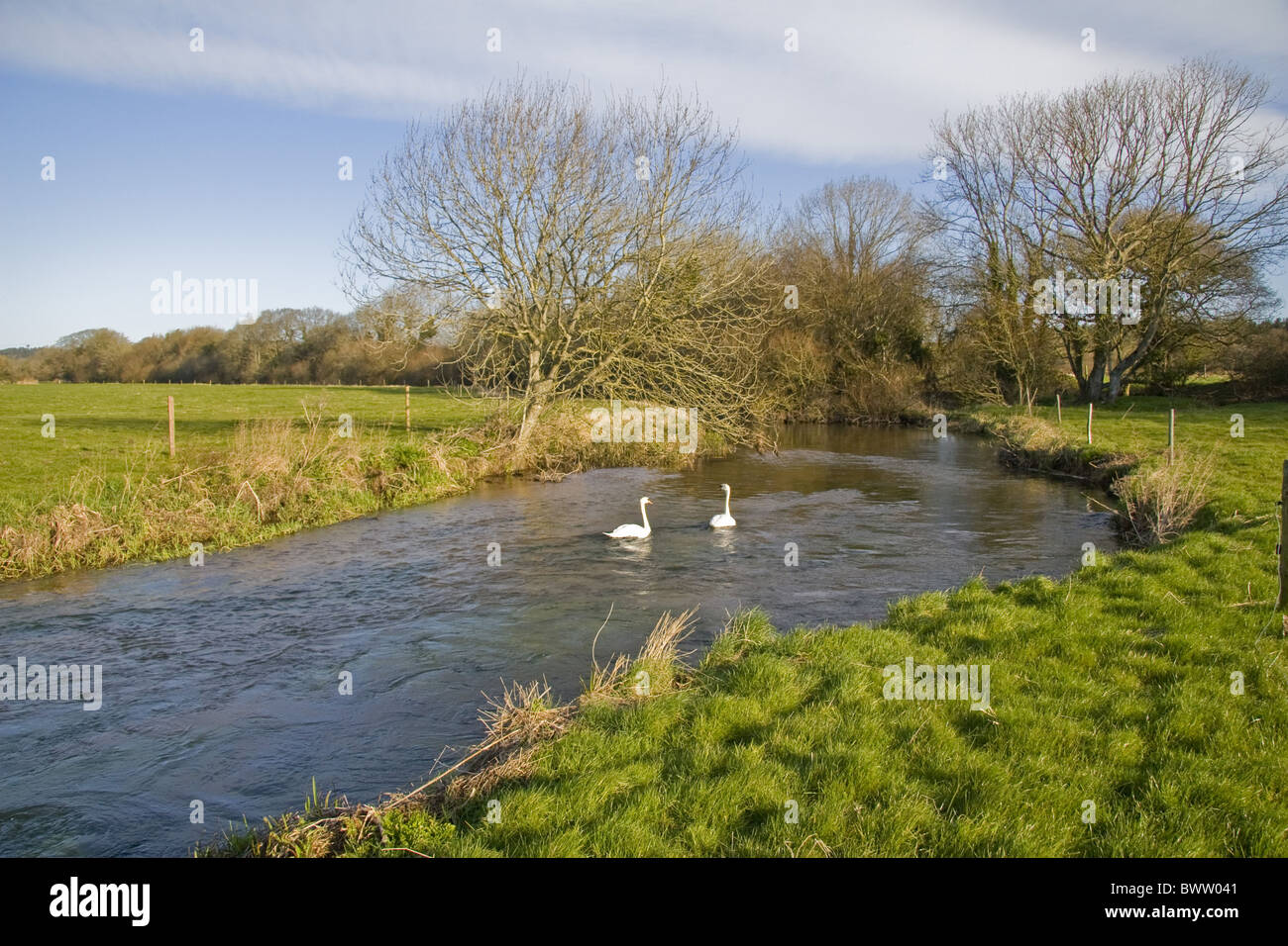 Animal Animals Aquatic Britain British Chalk Country Countryside Dorset ...