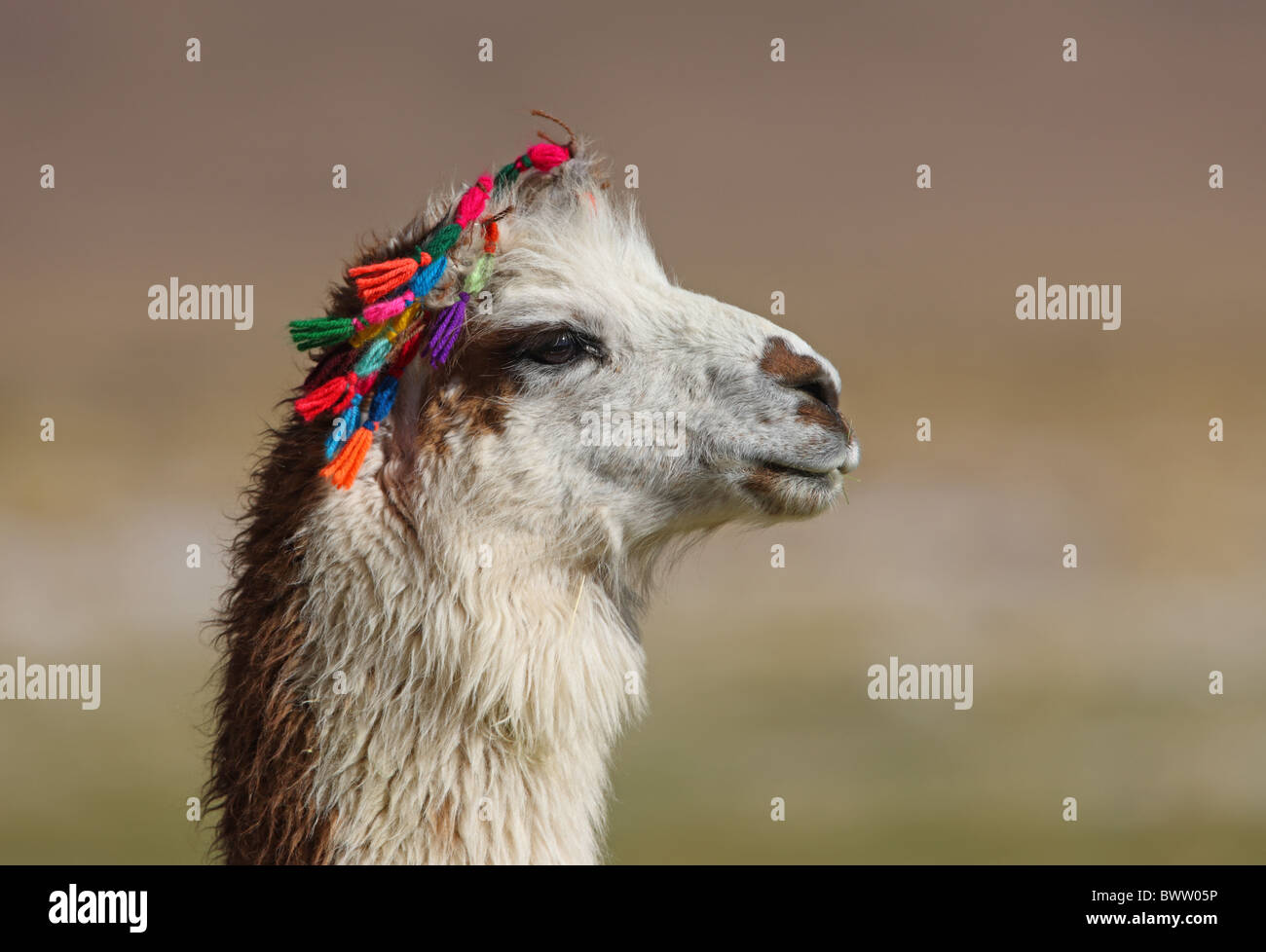 llama llamas domestic domesticated camelid camelids ruminant ruminants ...