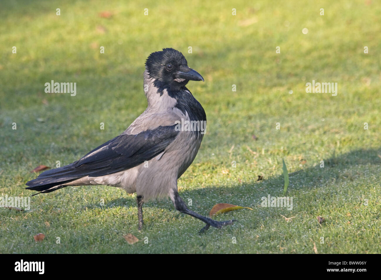 Grass egypt hi-res stock photography and images - Alamy