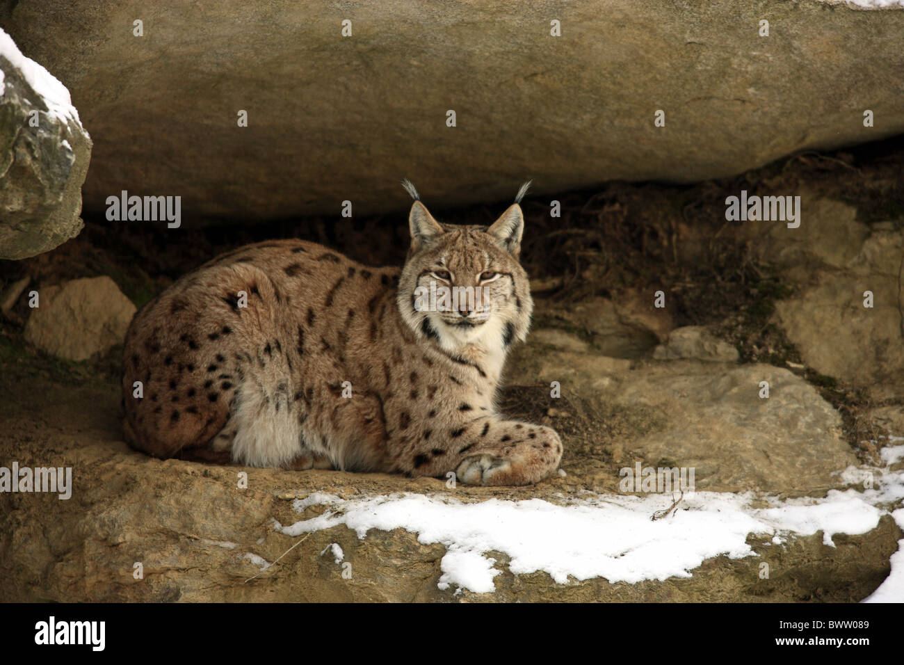 auf Felsen - on rock northern lynx lynxes cat cats felid felids felidae ...